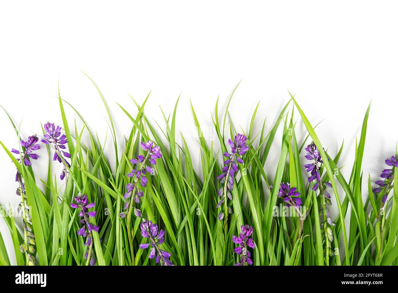 Border Made With Green Grass And Purple Flowers On White Background
