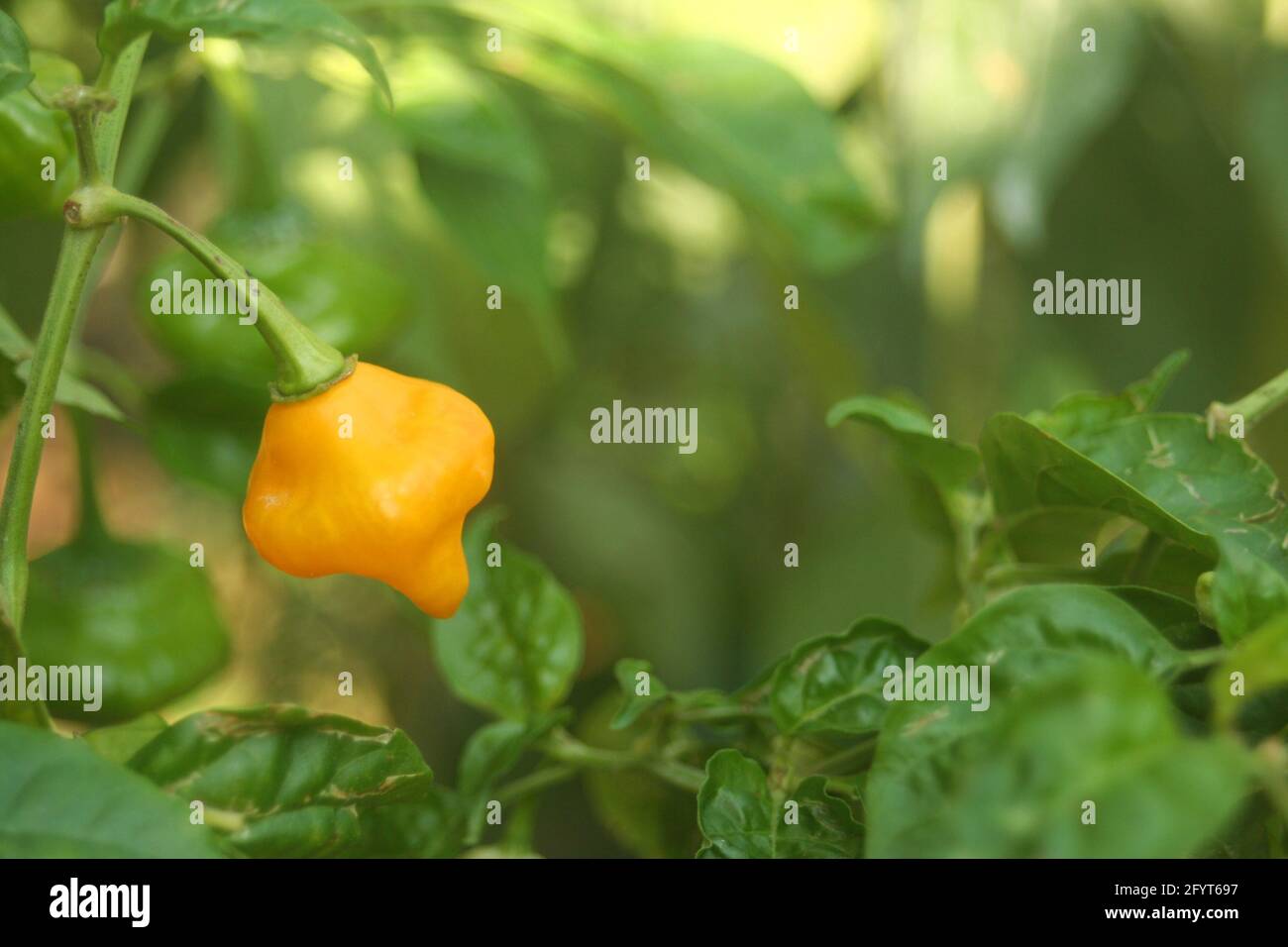 Jamaican Hot Yellow Scotch Bonnet Pepper. Capsicum chinense Stock Photo - Alamy