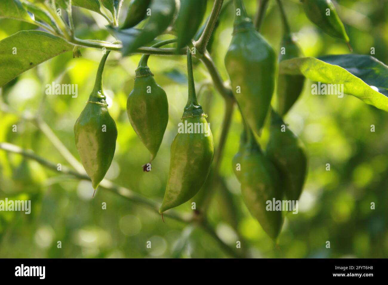 Lemon Drop Pepper from Peru and South America Aji Limo Capsicum ...