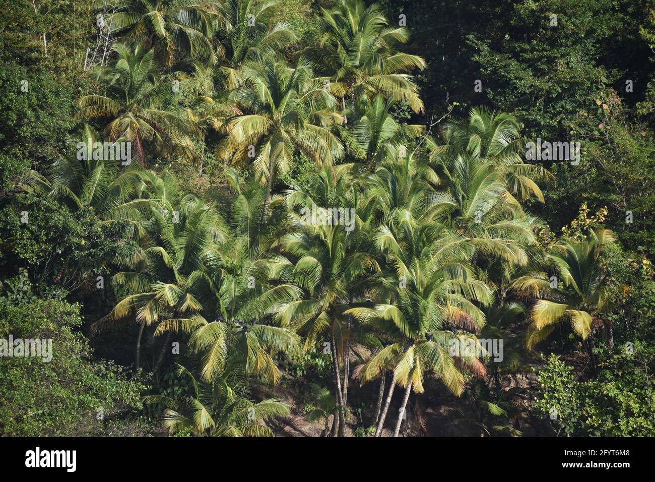 Coconot hi-res stock photography and images - Alamy