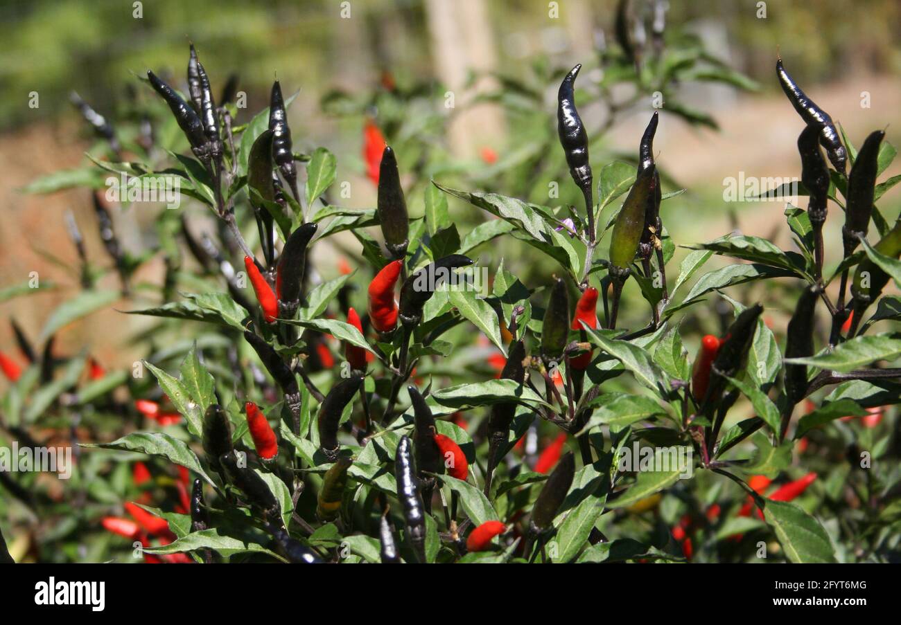 Black cobra hi-res stock photography and images - Alamy