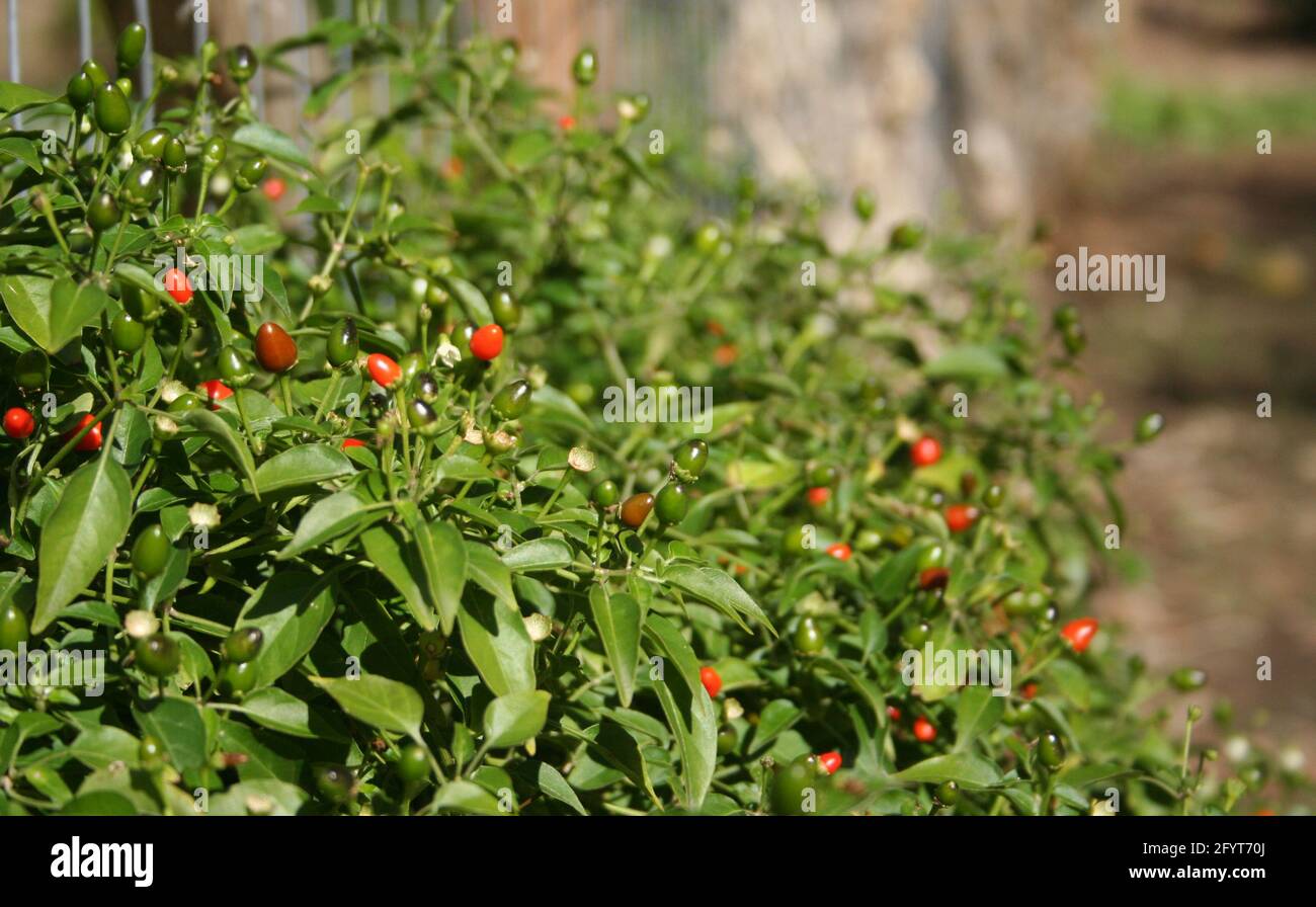 Texas Native Pepper Chiltepin Pepper Capsicum annuum var. glabriusculum ...