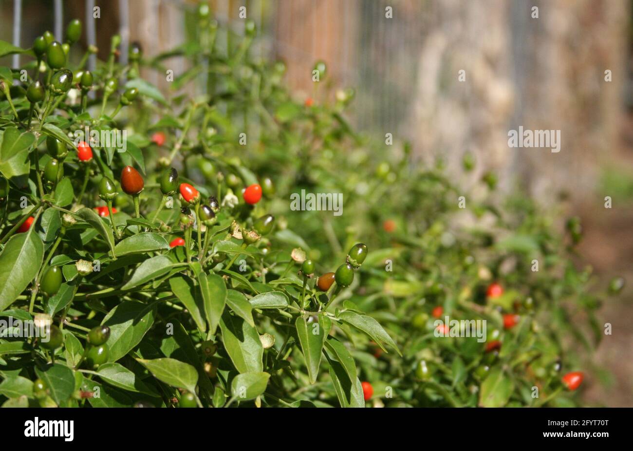 Capsicum annuum var glabriusculum hi-res stock photography and images ...