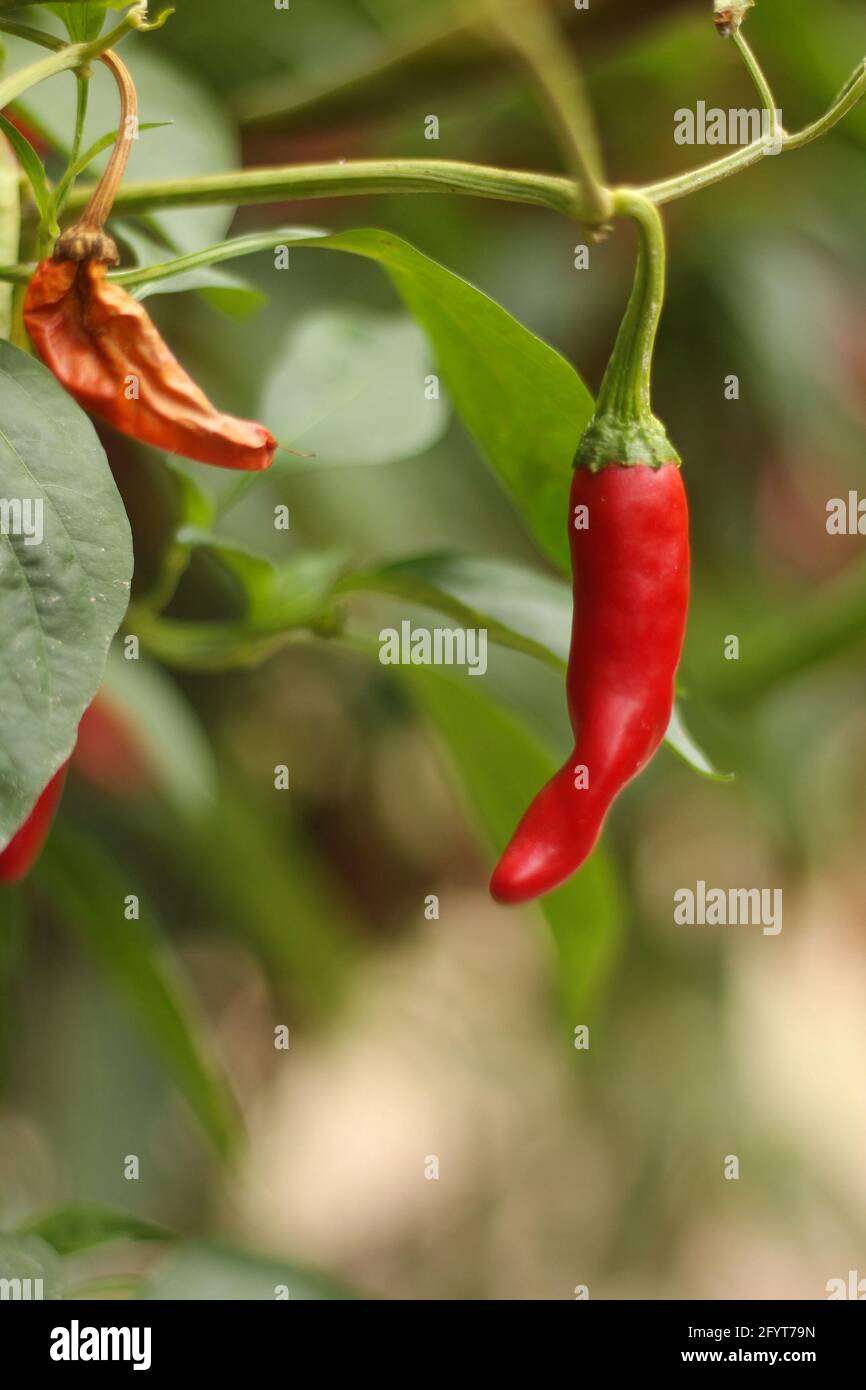 Cayenne Peppers Growing in Garden Stock Photo - Alamy