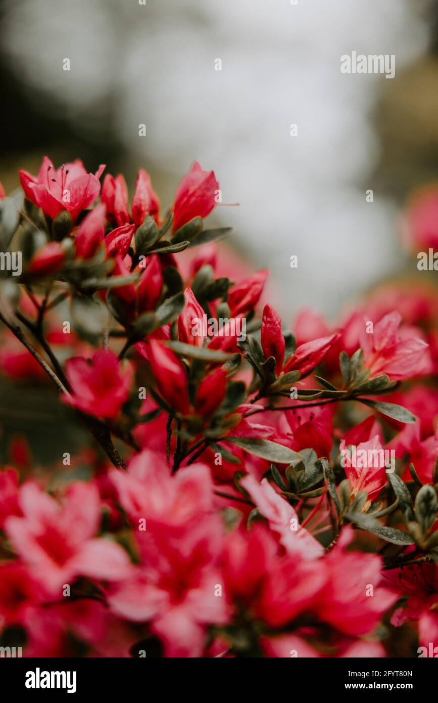 Red azalea shrub rhododendron hi-res stock photography and images - Alamy