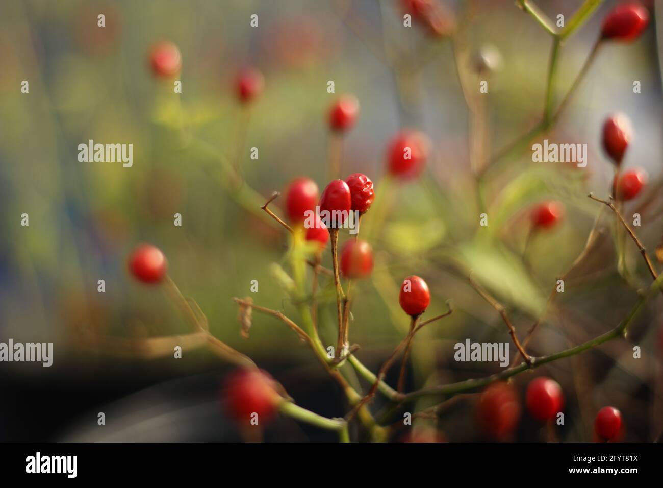 Texas Native Pepper Chiltepin Pepper Capsicum annuum var. glabriusculum ...