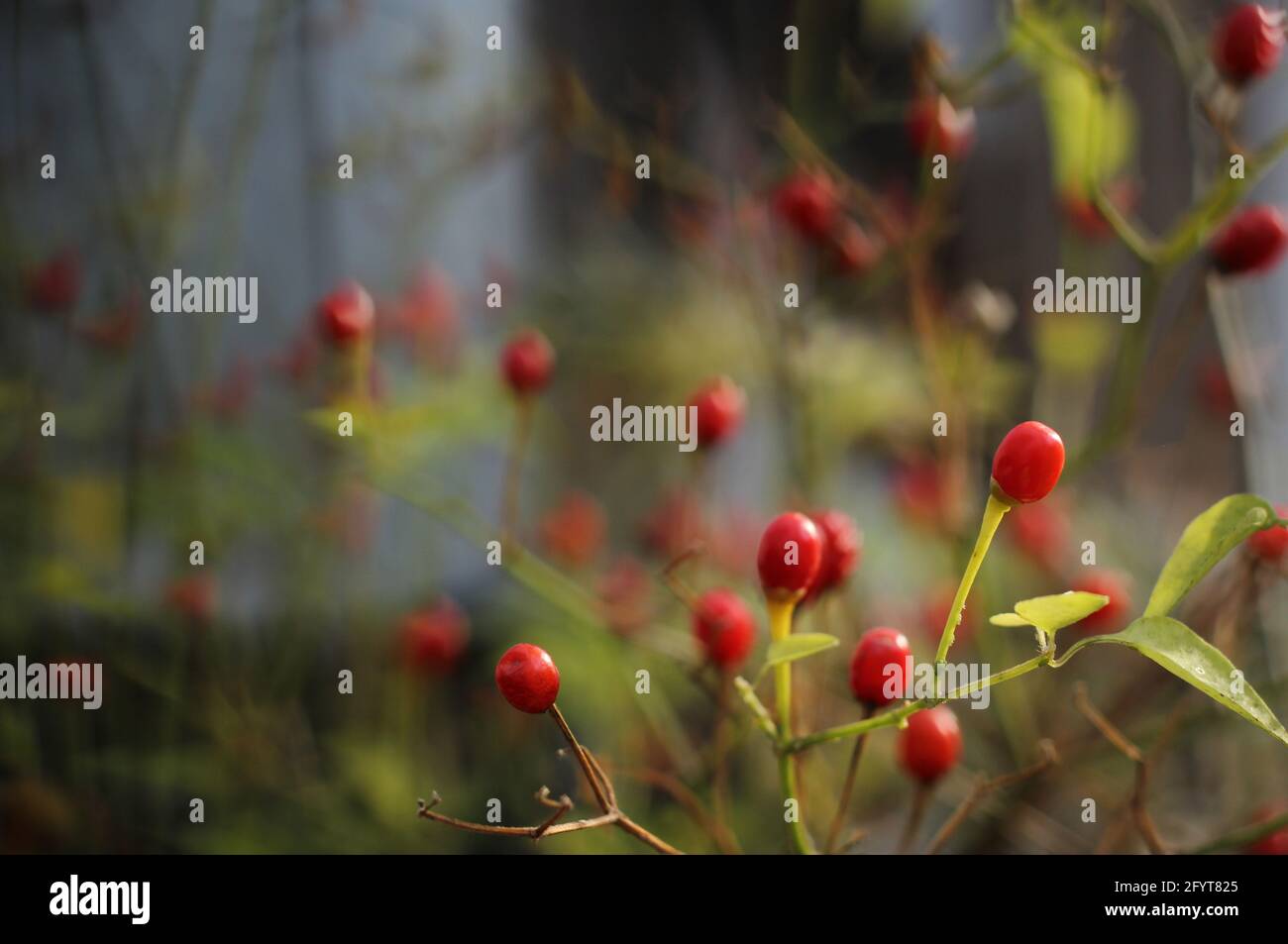 Texas Native Pepper Chiltepin Pepper Capsicum annuum var. glabriusculum ...