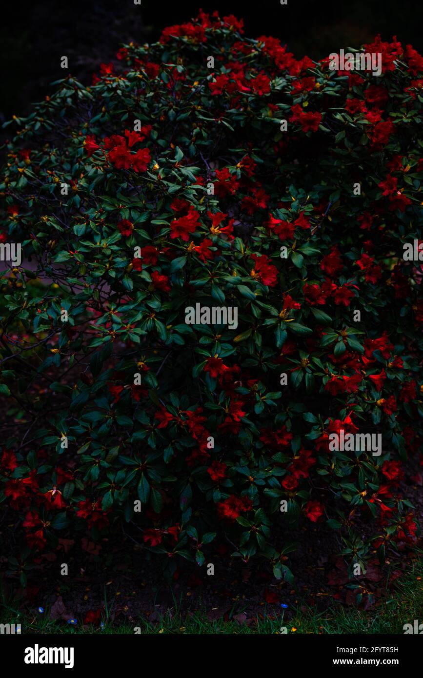 A beautiful shrub of blooming red Rhododendron flowers Stock Photo - Alamy