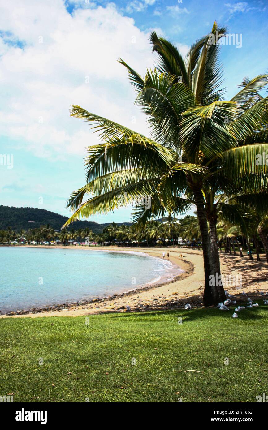 The palm tree on ocean beach Stock Photo - Alamy