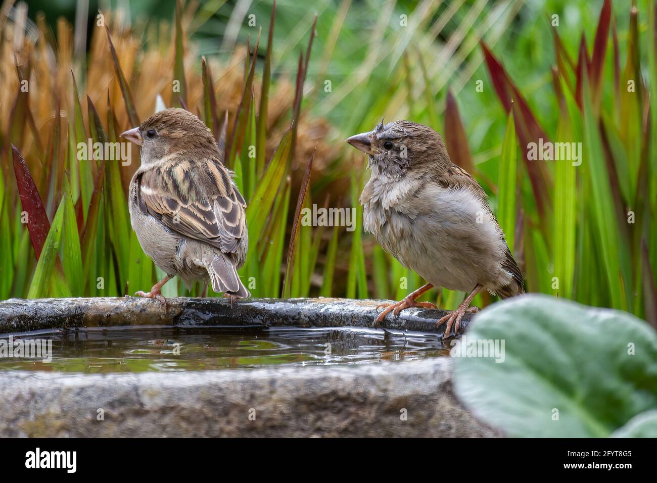 two sparrows standing on the border of a stony bird bath ready for a ...