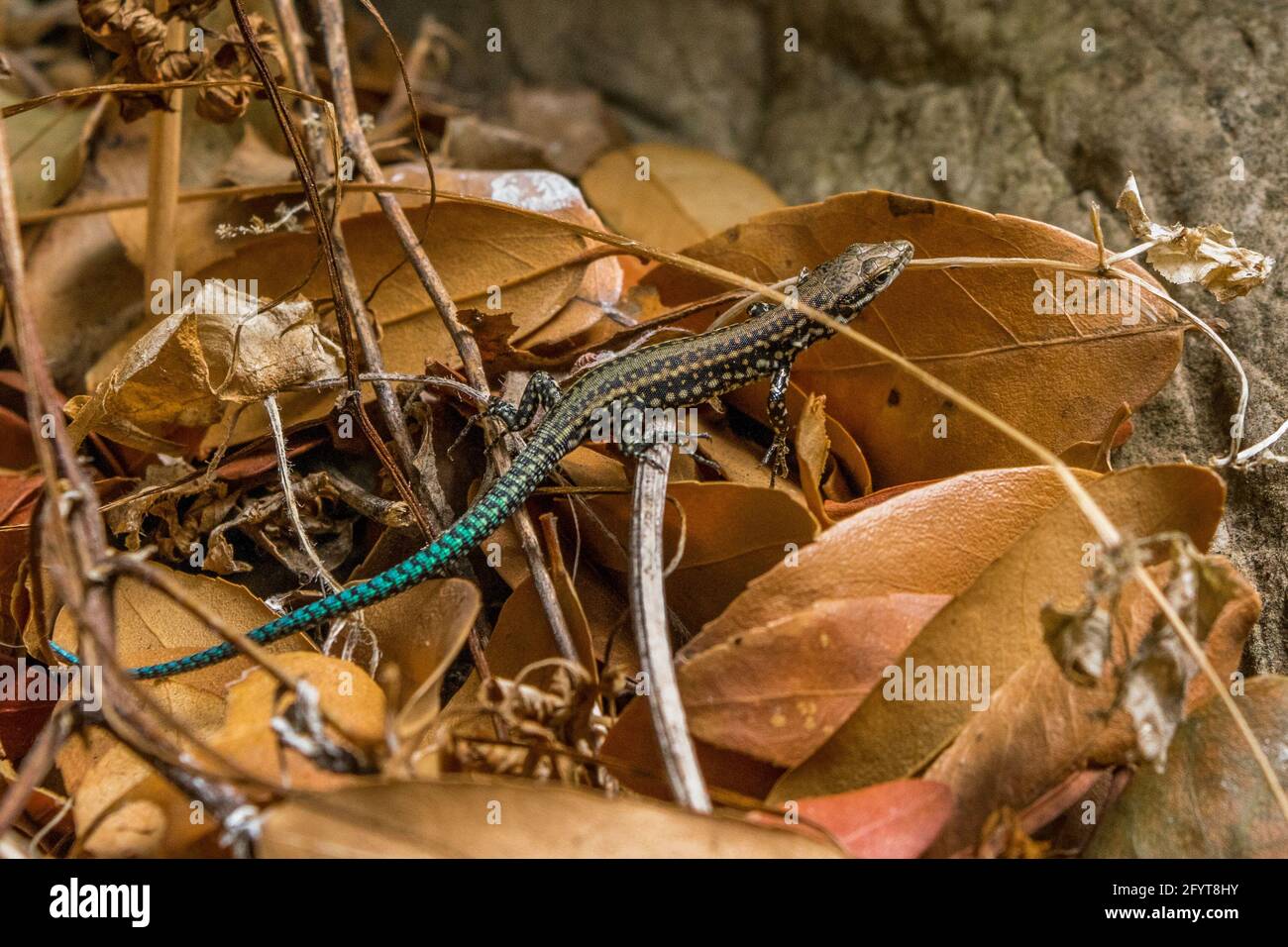 Moroccan rock lizard hi-res stock photography and images - Alamy