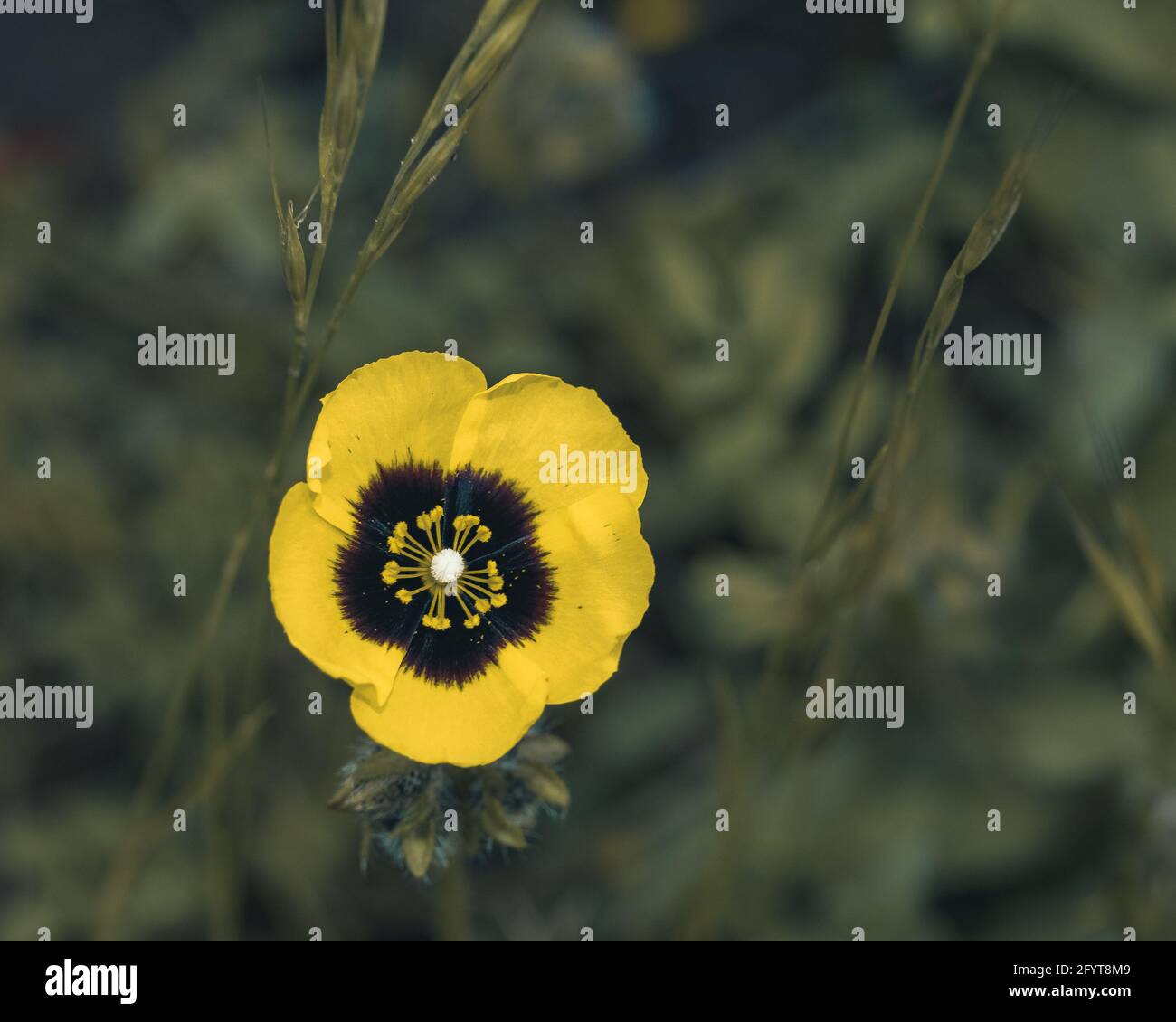 Spotted rock rose tuberaria guttata hi-res stock photography and images ...