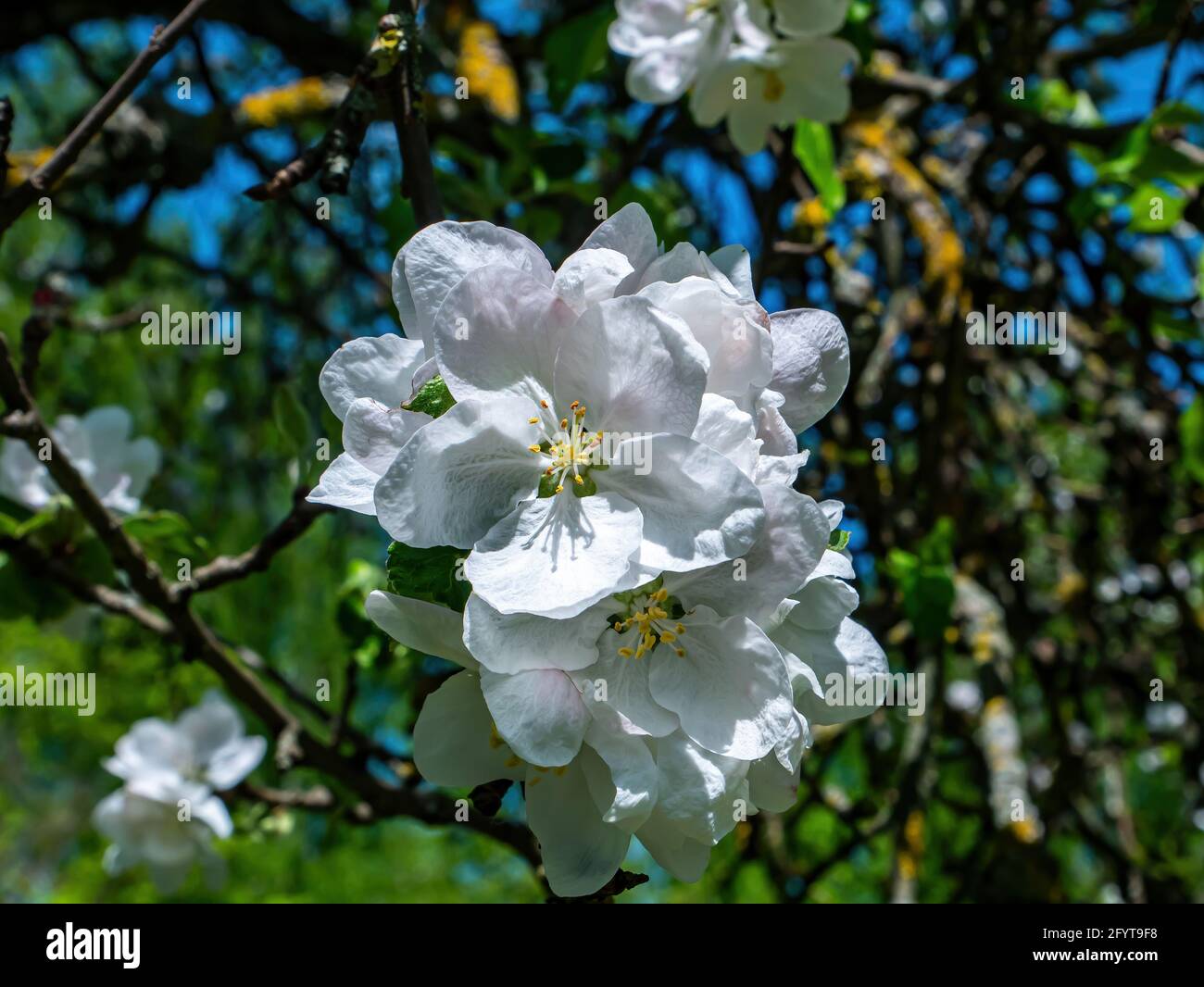 White flowers of a blooming apple tree in the spring garden. White ...