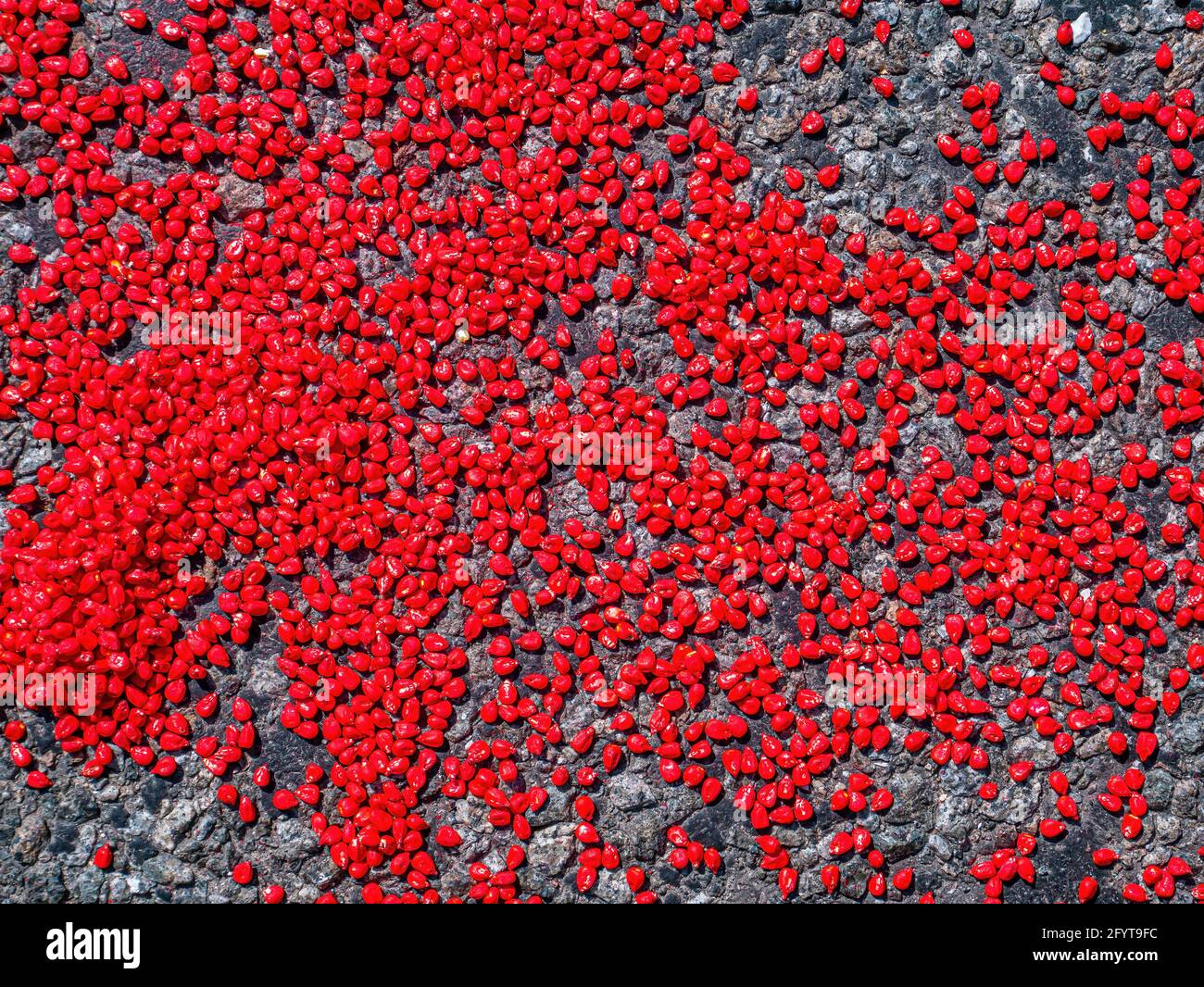 Seeds of corn painted red before planting in the ground. Corn seeds ...