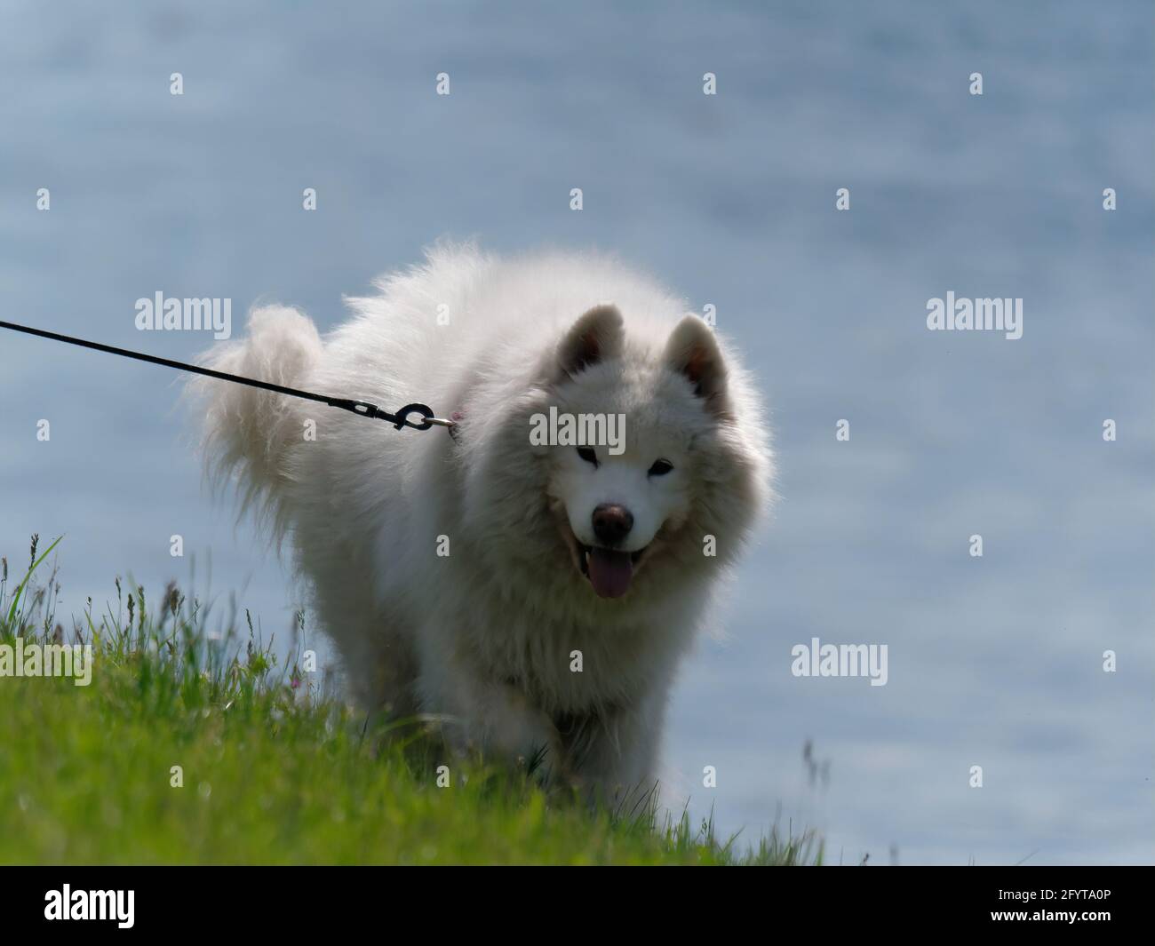 A closeup shot of a cute fluffy Samoyed dog walking along the lake ...