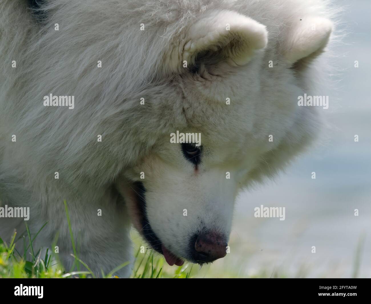 A closeup shot of a cute fluffy Samoyed dog walking outdoors Stock ...