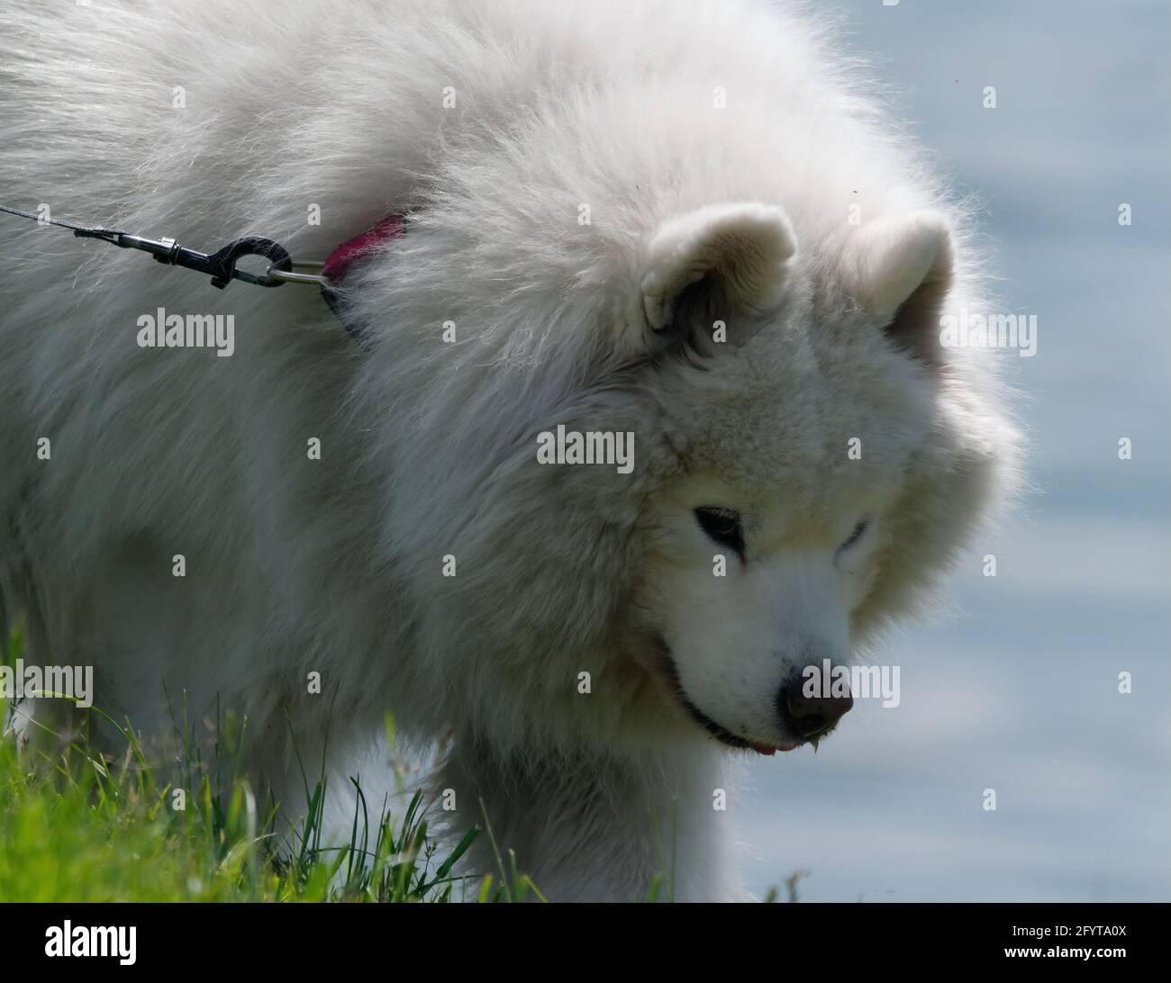 A closeup shot of a cute fluffy Samoyed dog walking outdoors Stock ...