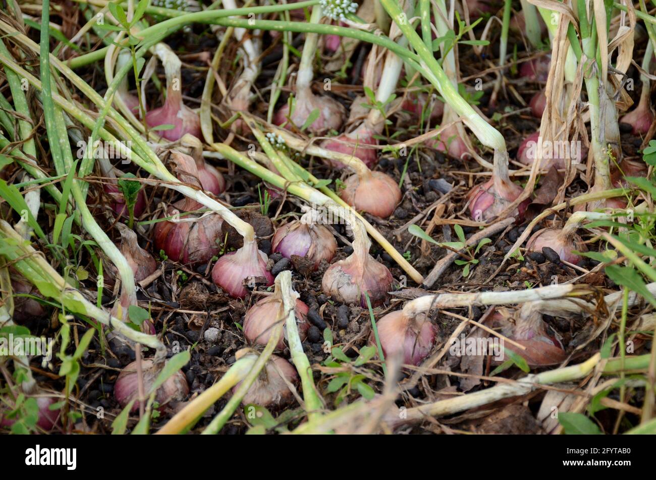Closeup on spring onion roots hi-res stock photography and images - Alamy