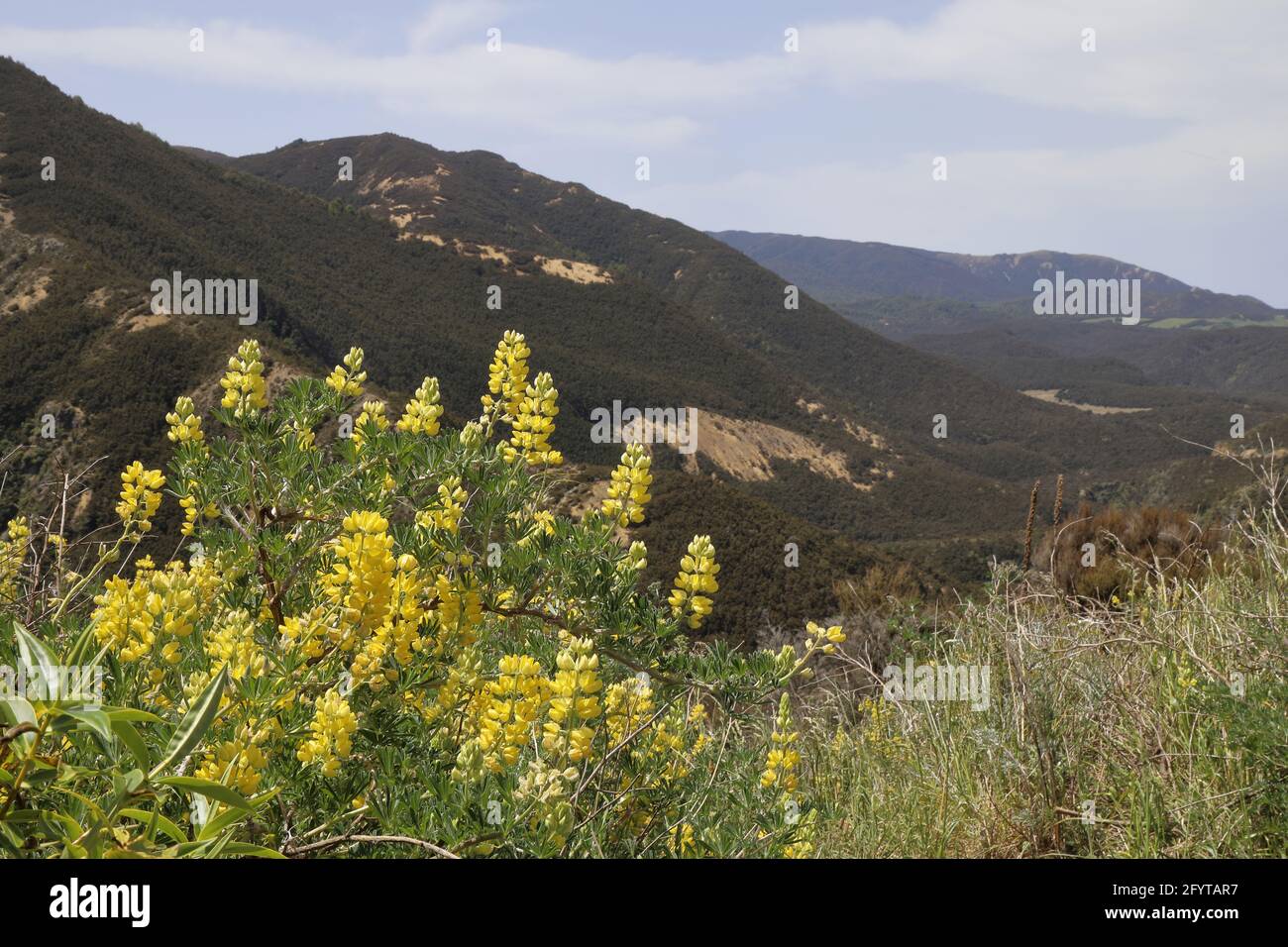 Neuseeland Kaweka Forest Park / New Zealand Kaweka Forest Park Stock ...