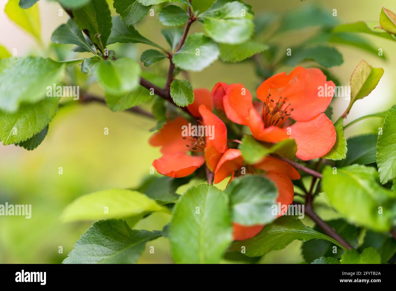 Flowering quince. Green shrub with many flowers. Spring in the garden ...