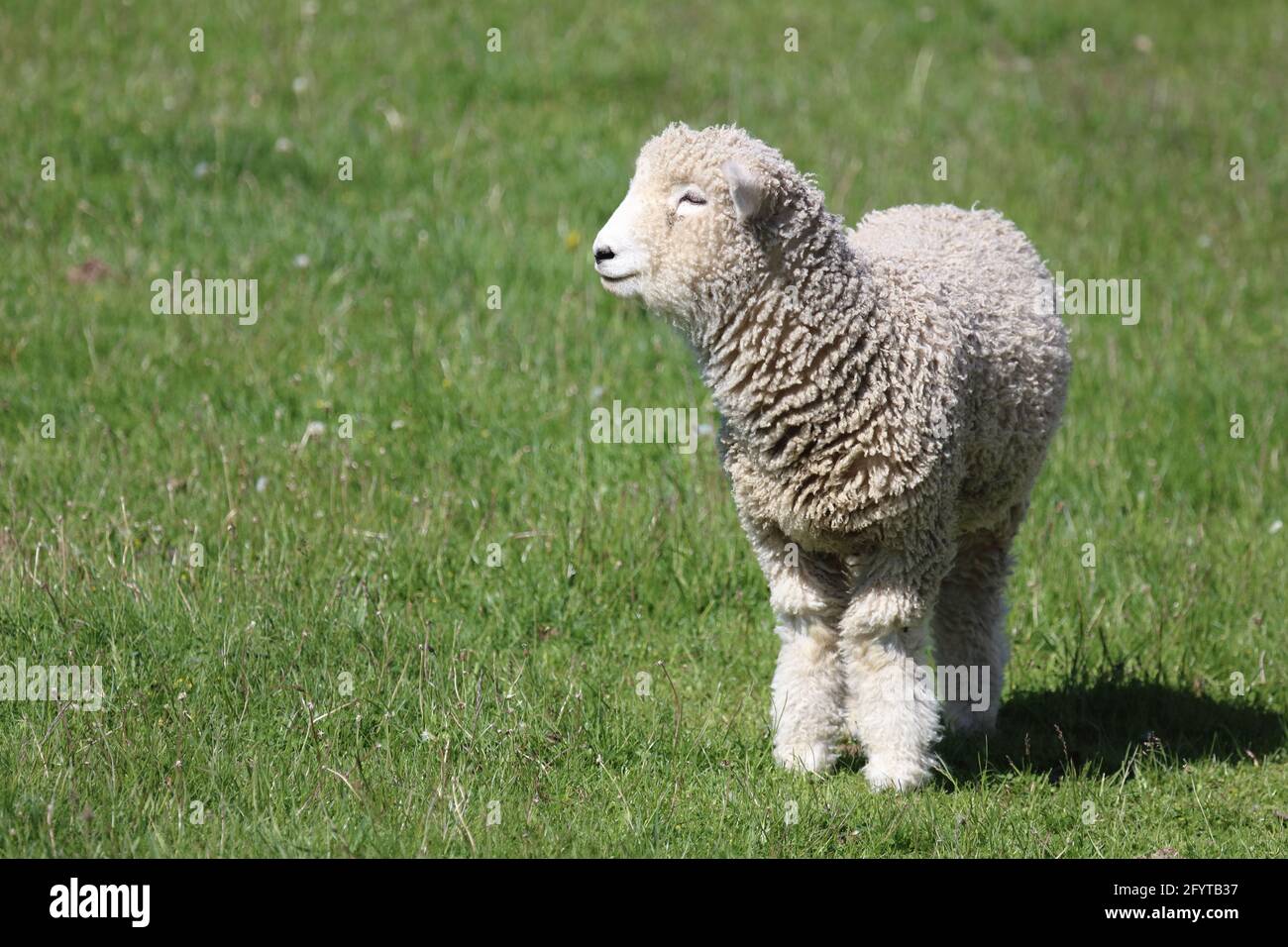 Romneyschaf / Romney sheep / Ovis Stock Photo - Alamy