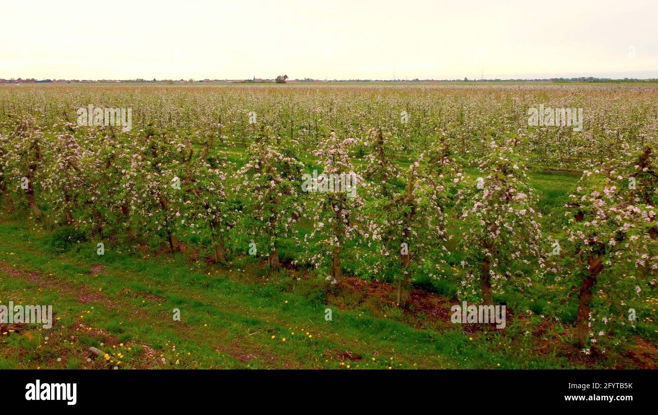 Apple tree fields in the marshlands of Altes Land Hamburg Stock Photo ...