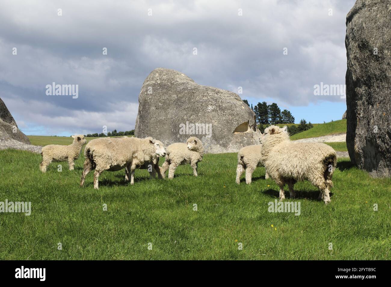 Romneyschaf / Romney sheep / Ovis Stock Photo - Alamy