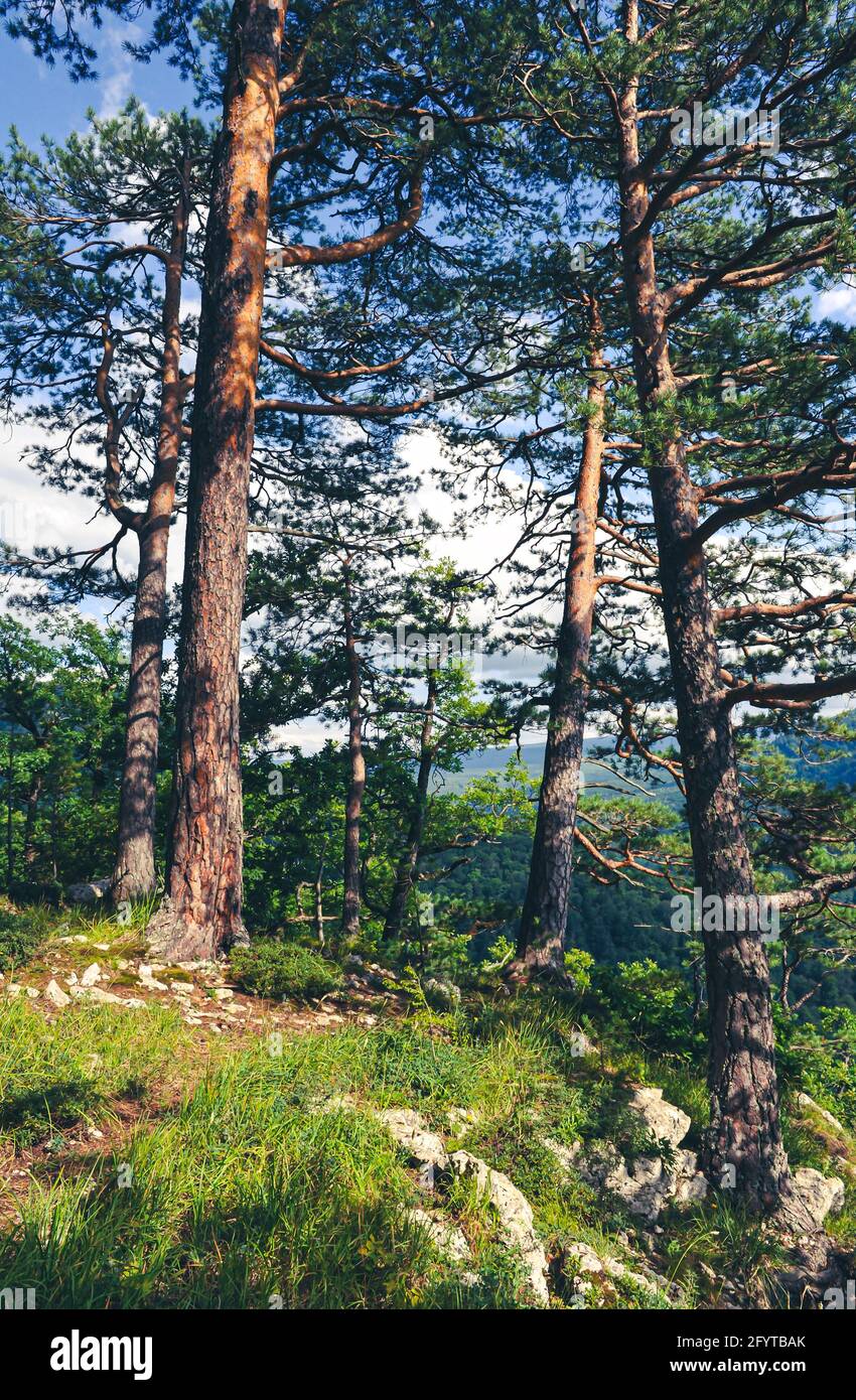 Pine trees in the Caucasus mountains on the top of the mountain Stock ...