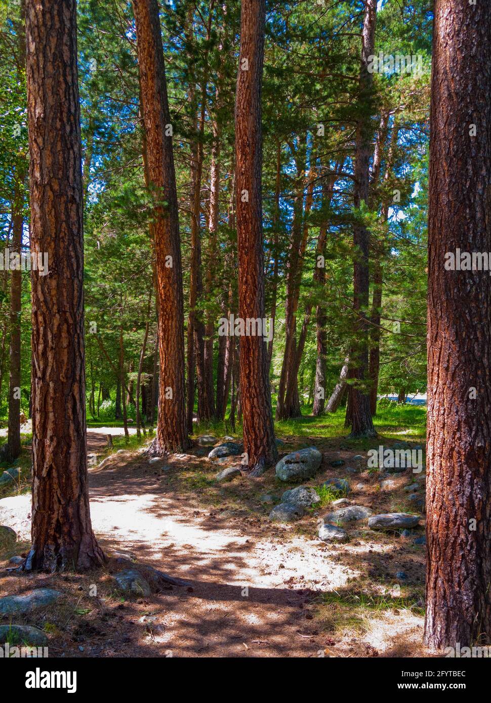 Pine trees in the Caucasus mountains, summer time Stock Photo - Alamy