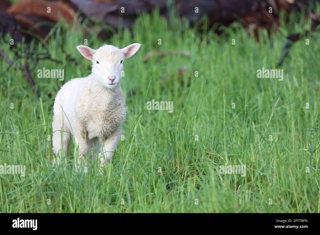 Coopworthschaf / Coopworth sheep / Ovis Stock Photo - Alamy