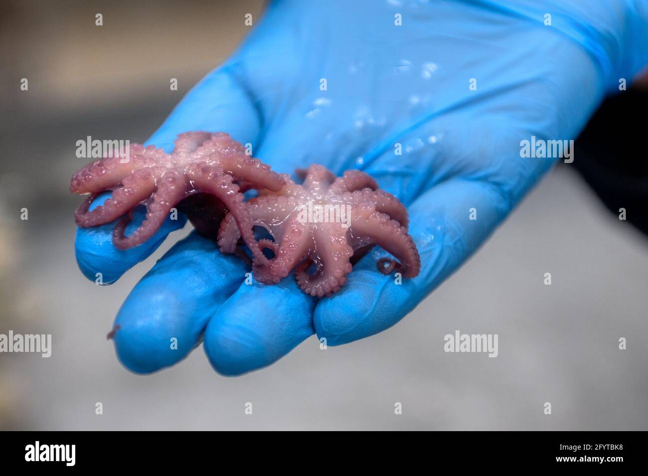 Two small octopuses in the palm of your hand Stock Photo - Alamy
