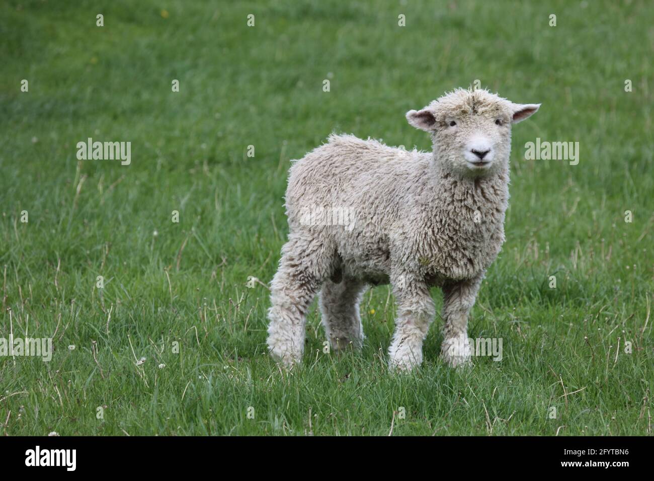 Romneyschaf / Romney sheep / Ovis Stock Photo - Alamy