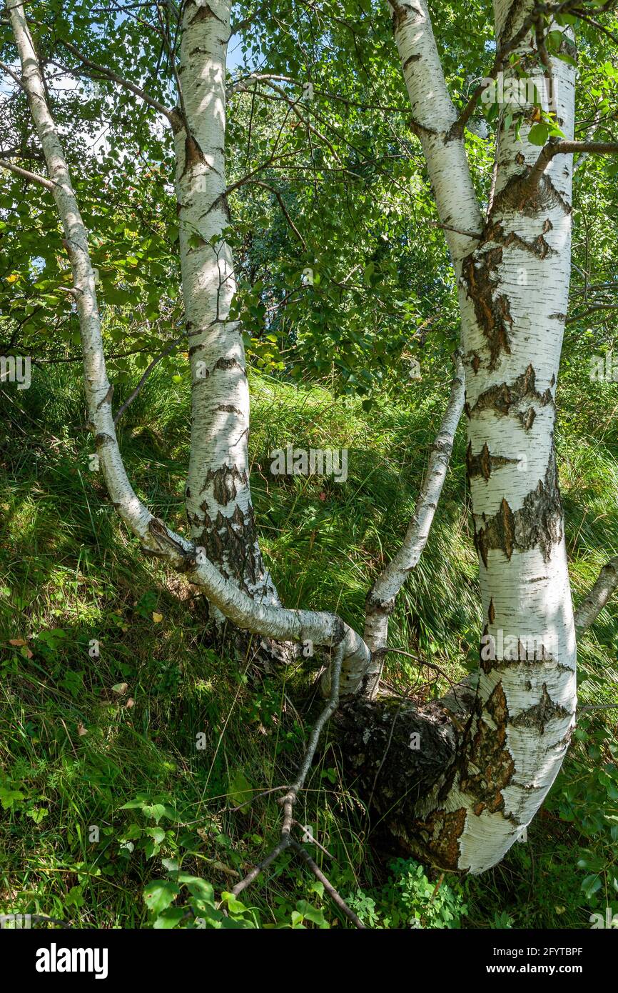 Birch trees in the forest, white birch Stock Photo - Alamy