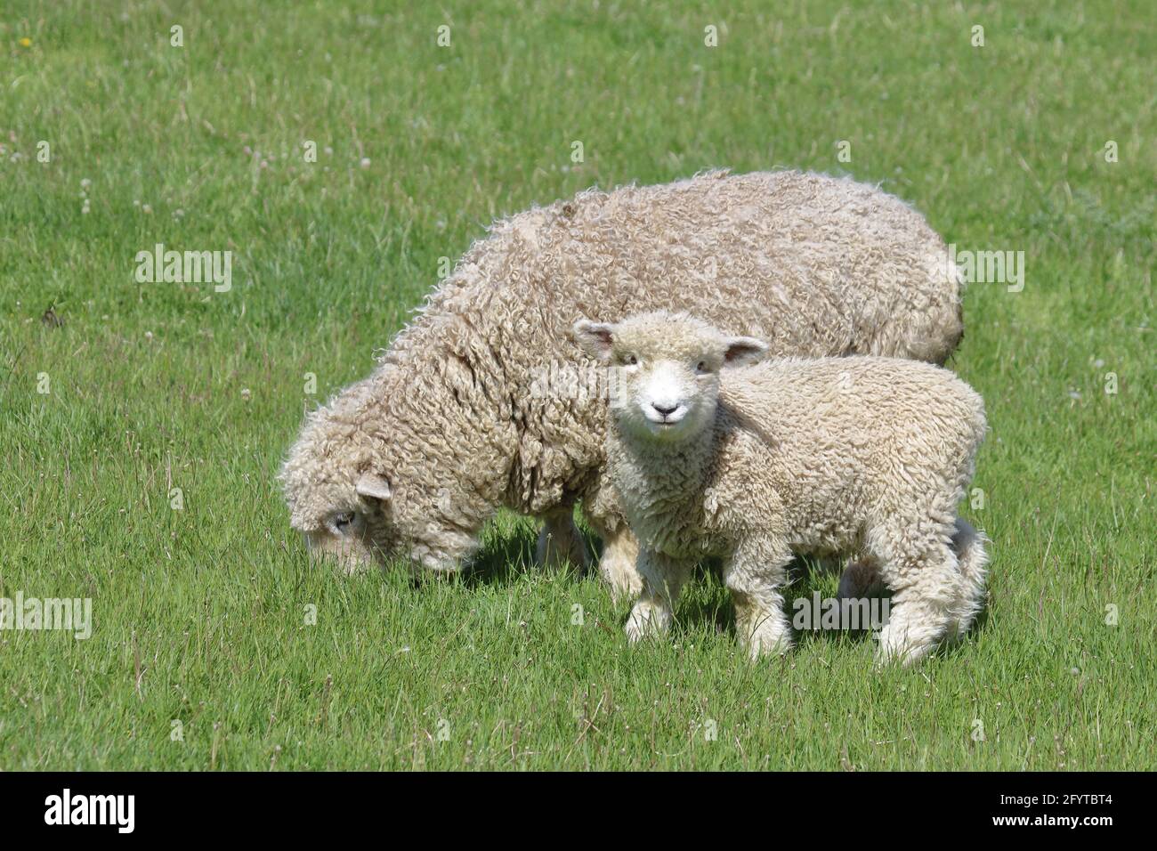 Romneyschaf / Romney sheep / Ovis Stock Photo - Alamy