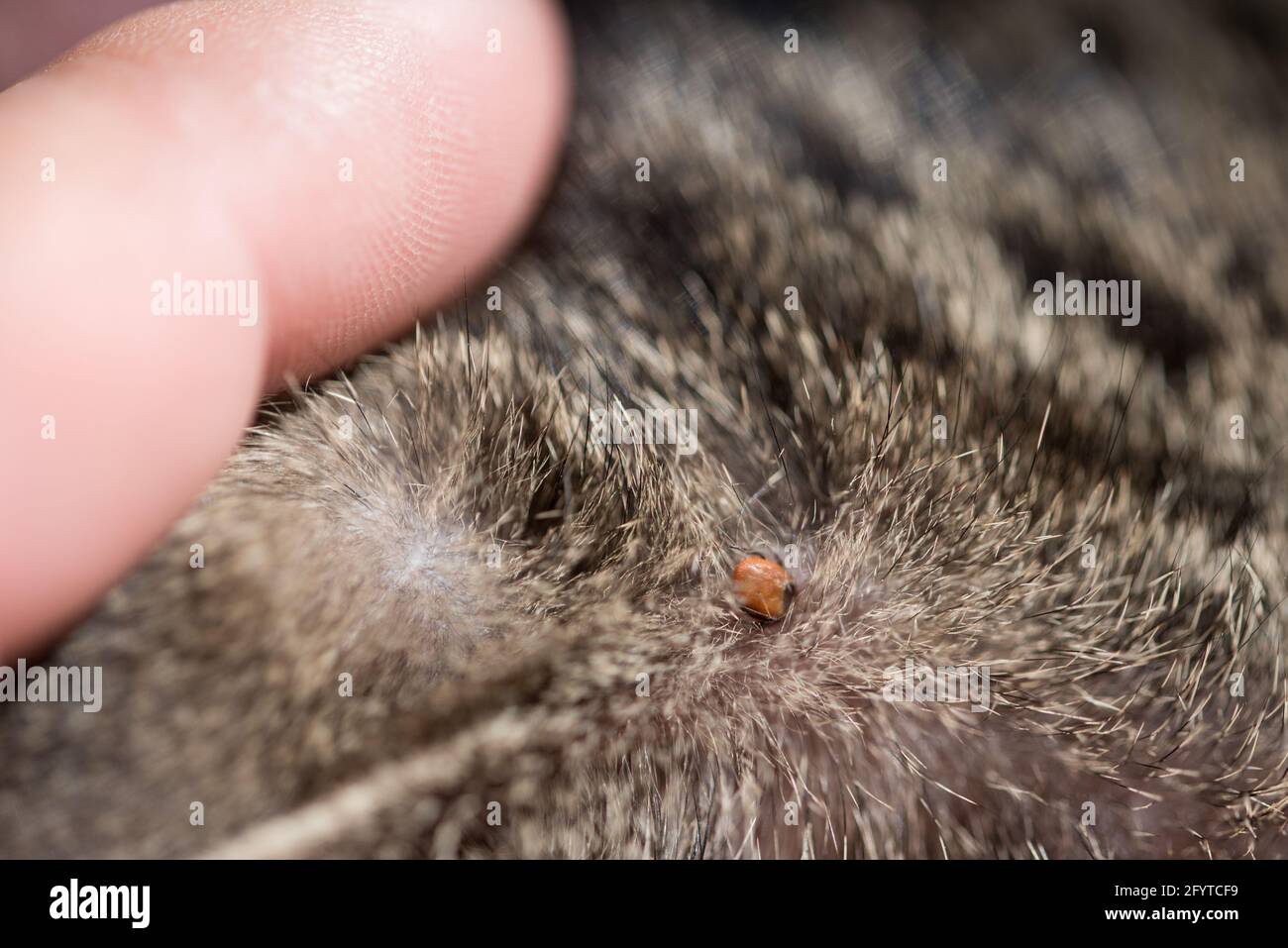 A tick on the skin in a cat's hair. Tick-borne diseases in animals. A ...