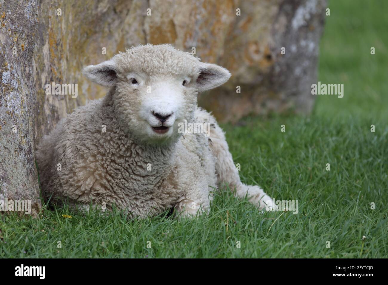 Romneyschaf / Romney sheep / Ovis Stock Photo - Alamy