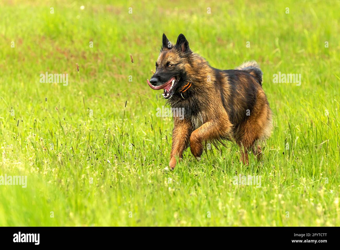 Sheepdog running across a green pasture. A crossbreed of a sheepdog ...