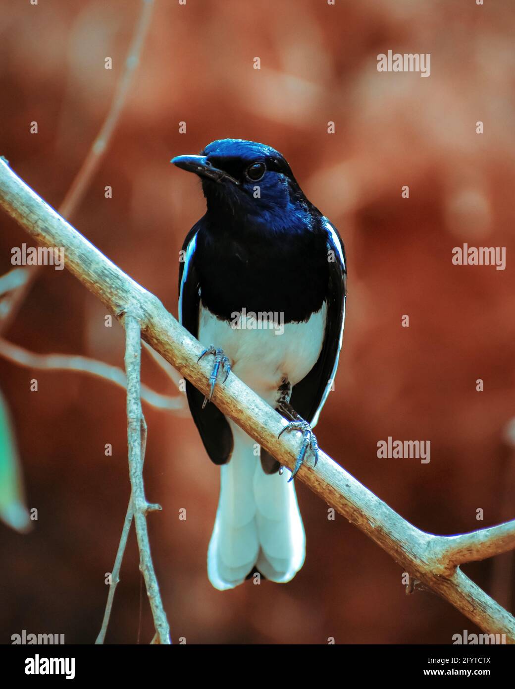 Robin male female hi-res stock photography and images - Alamy