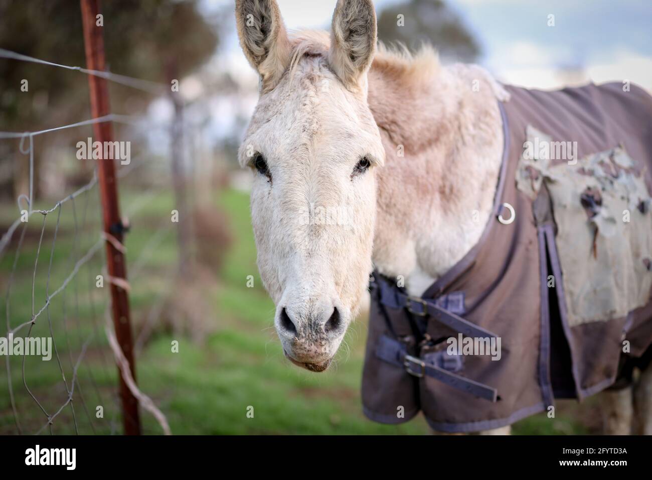 White donkey hi-res stock photography and images - Alamy