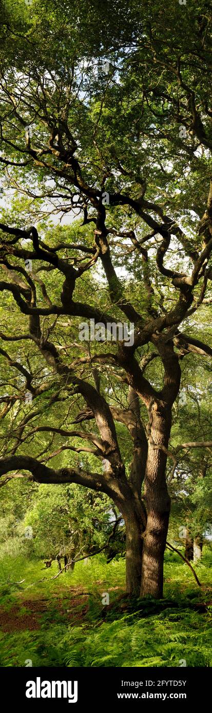 Trees at The New Forest National Park, UK Stock Photo - Alamy
