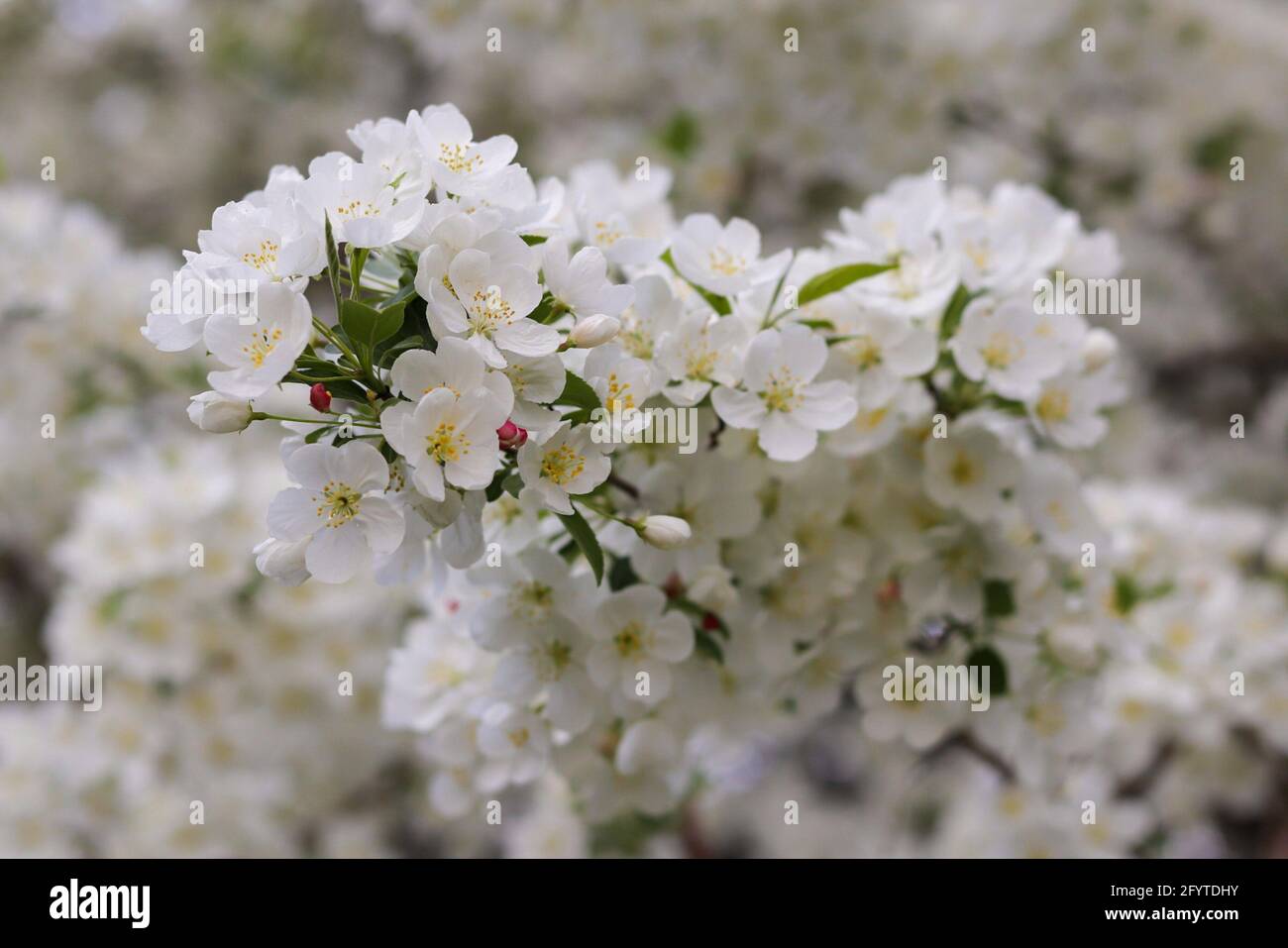 A selective focus shot of a tree branch full of blooming white flowers ...
