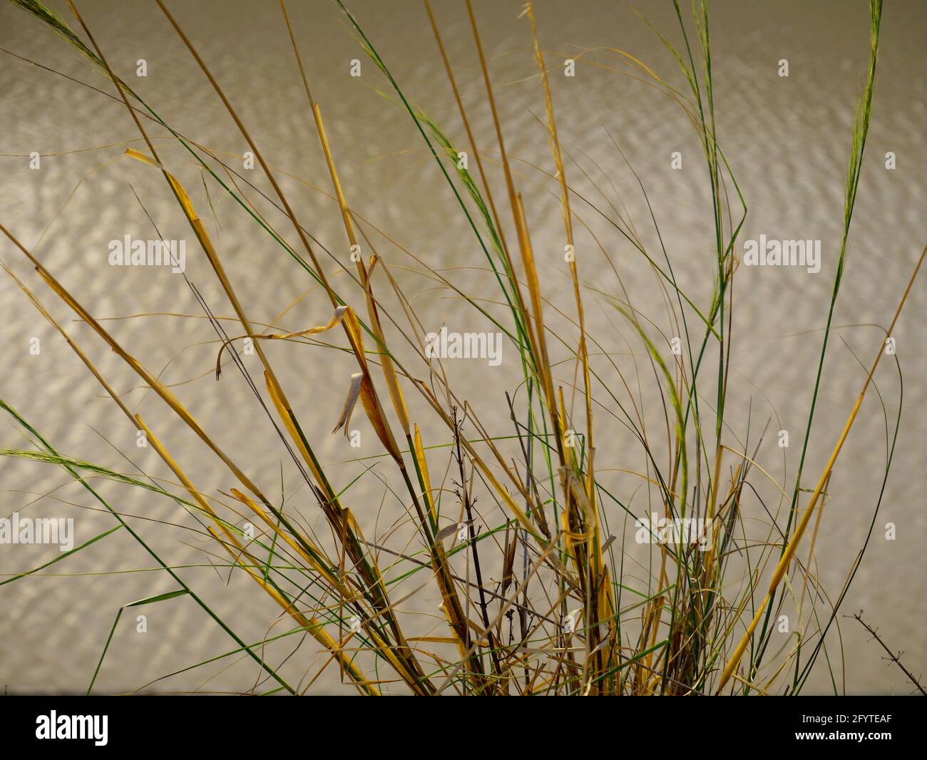 Dry grass leaves picture taken with dirty soiled water blur background ...
