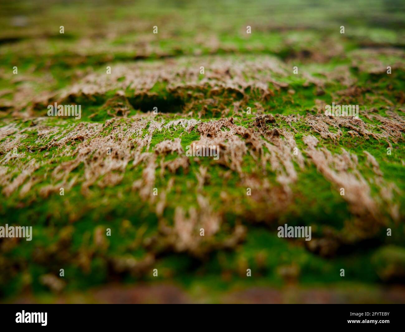 Green dry moss on wall texture image for commercial background Stock ...