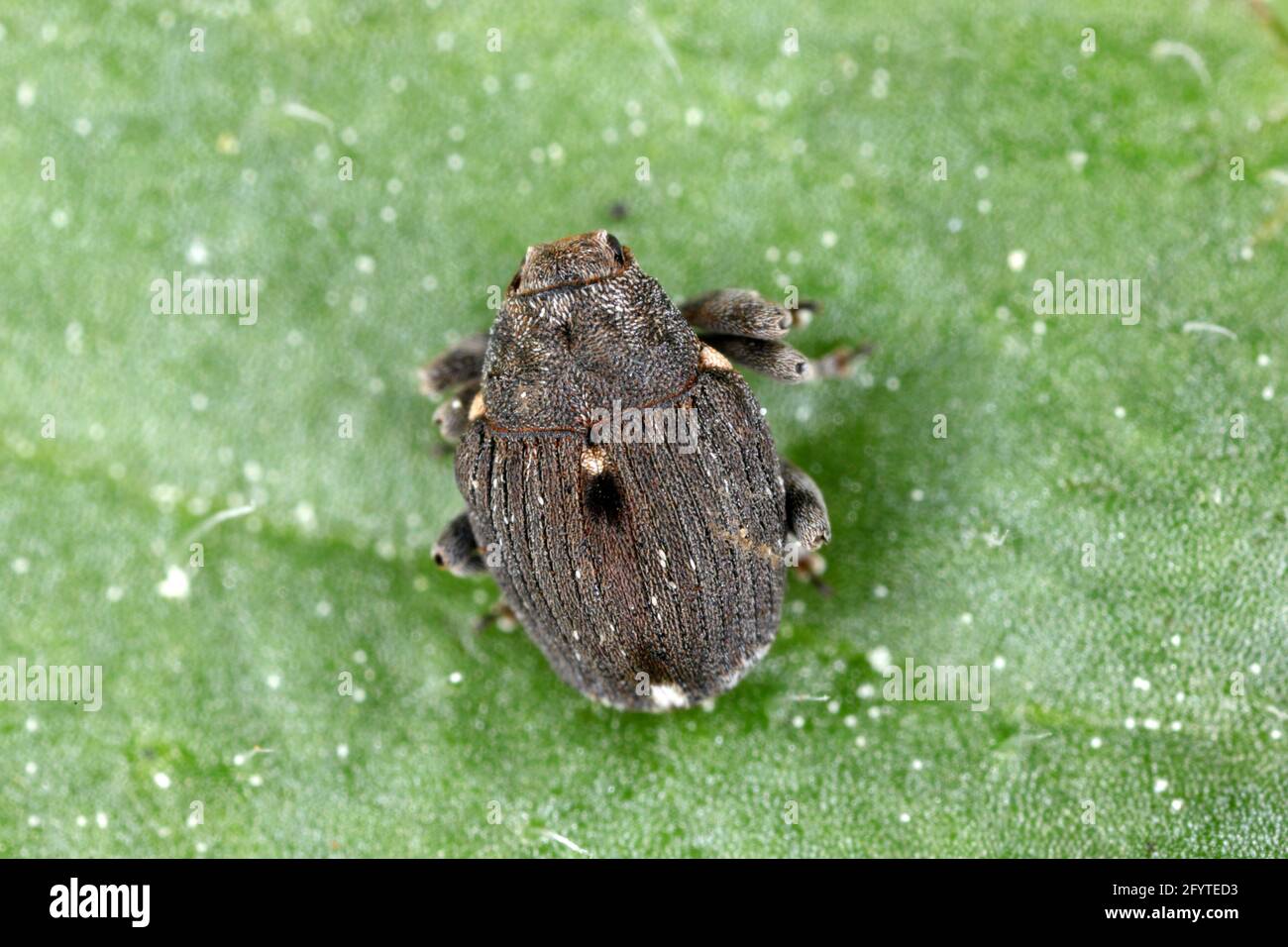 Poppy root weevil (Stenocarus ruficornis) - one of the most significant ...
