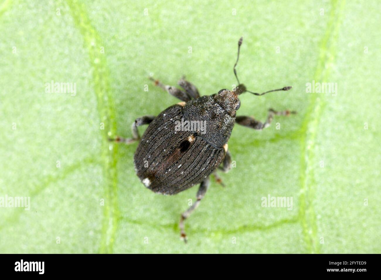 Poppy root weevil (Stenocarus ruficornis) - one of the most significant ...