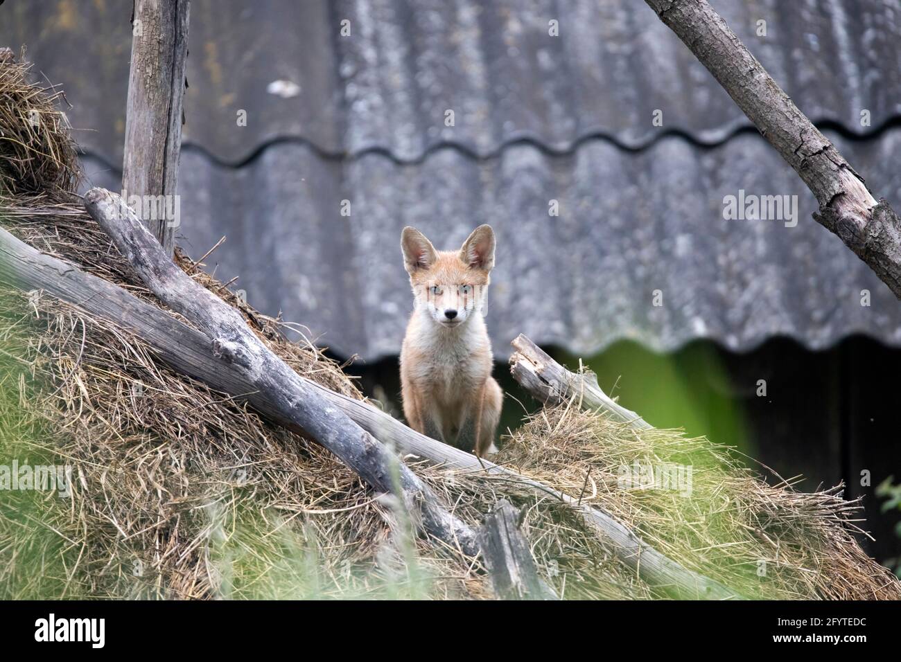Red Fox (Vulpes vulpes) cub on a hay stack Stock Photo - Alamy