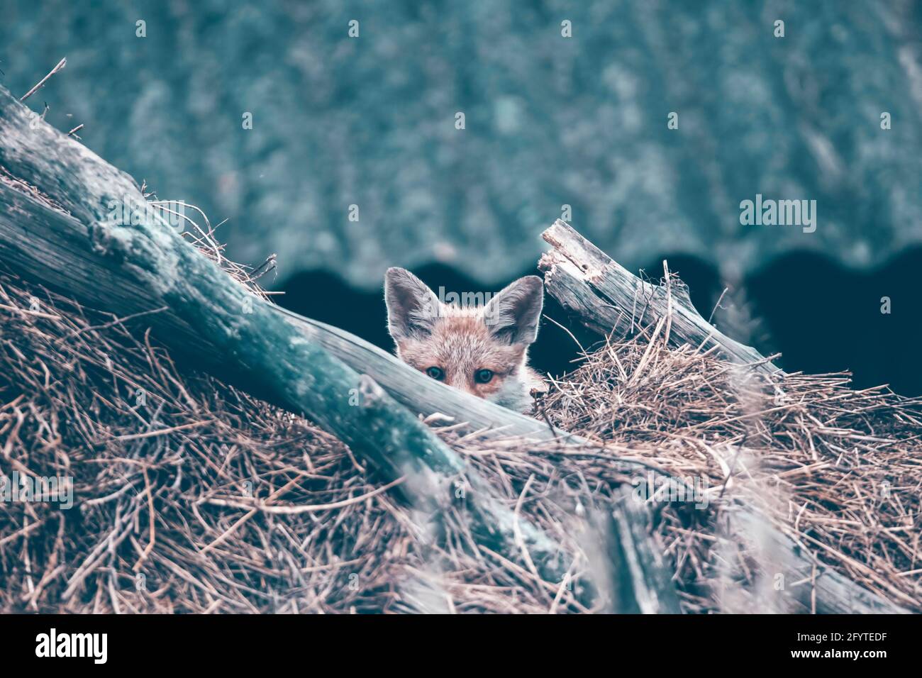 Red Fox (Vulpes vulpes) cub on a hay stack Stock Photo - Alamy