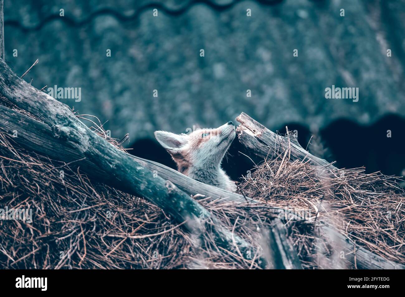 Red Fox (Vulpes vulpes) cub on a hay stack Stock Photo - Alamy