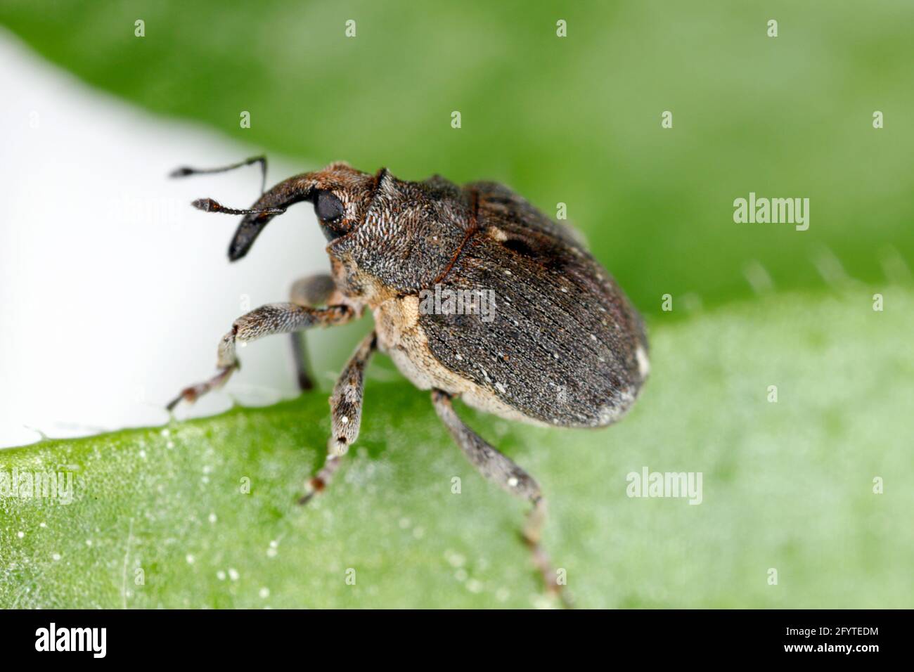 Poppy root weevil (Stenocarus ruficornis) - one of the most significant ...