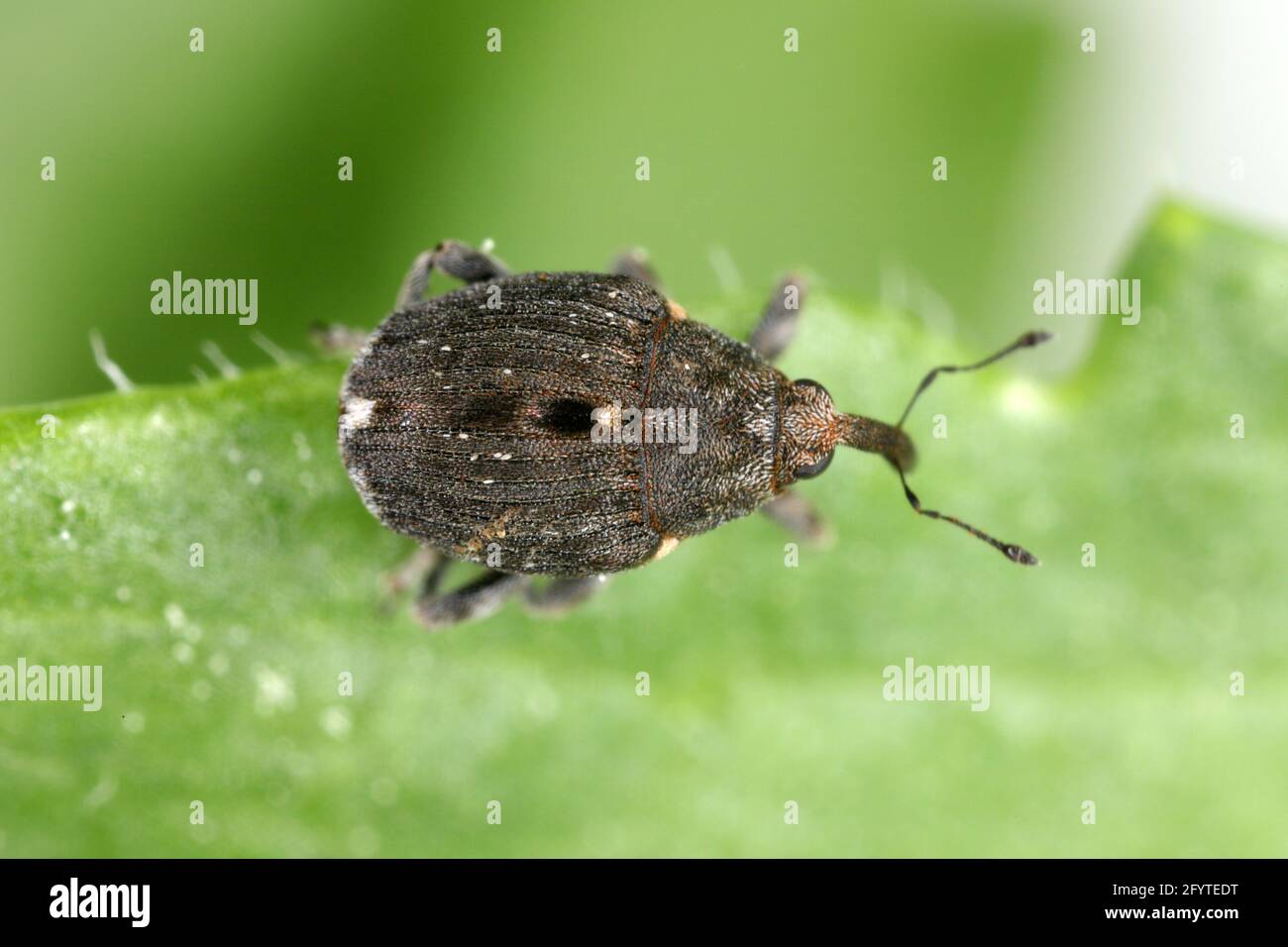 Poppy root weevil (Stenocarus ruficornis) - one of the most significant ...